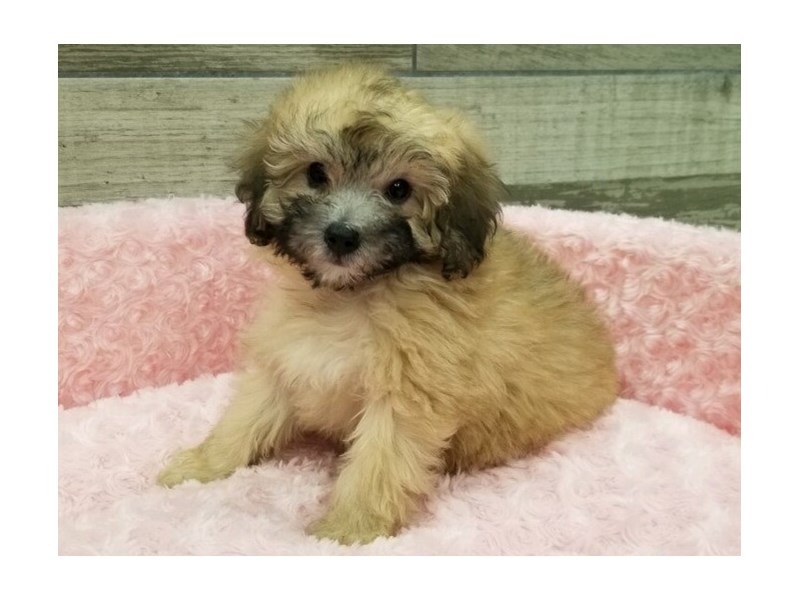 Miniature Poodle Puppy Sable ID:9478 Located at Petland San Antonio, TX