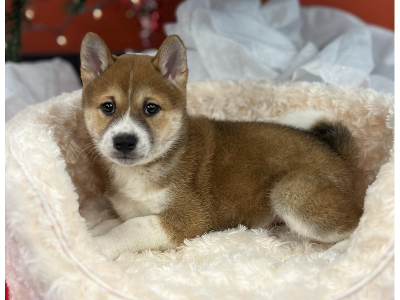 Shiba Inu Puppy Red Sesame & White ID:9514 Located at Petland San ...