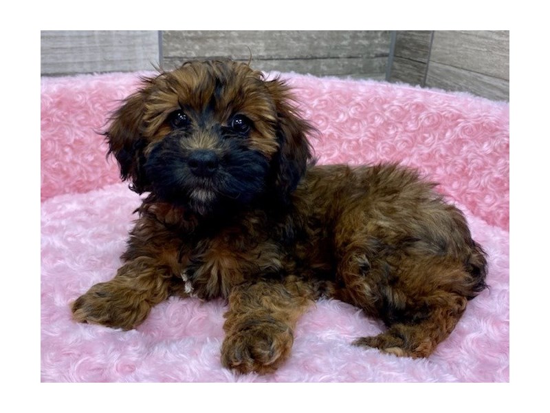Cockapoo Puppy Red Sable ID:9527 Located at Petland San Antonio, TX