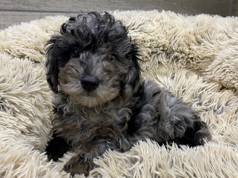 Miniature Poodle Puppy Blue Merle ID:9558 Located at Petland San ...