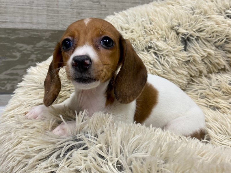 Dachshund Puppy Red Dapple Piebald ID:9562 Located at Petland San ...