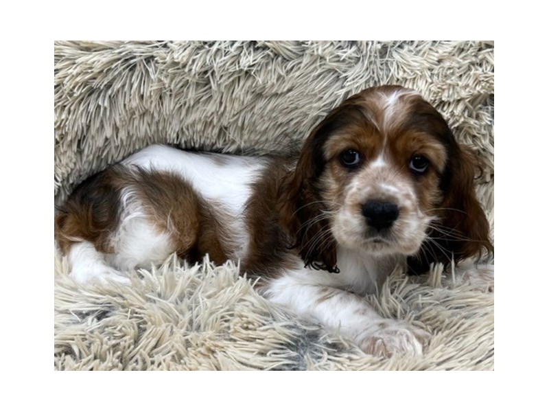 Cocker Spaniel Puppy Sable & White ID:9577 Located at Petland San ...