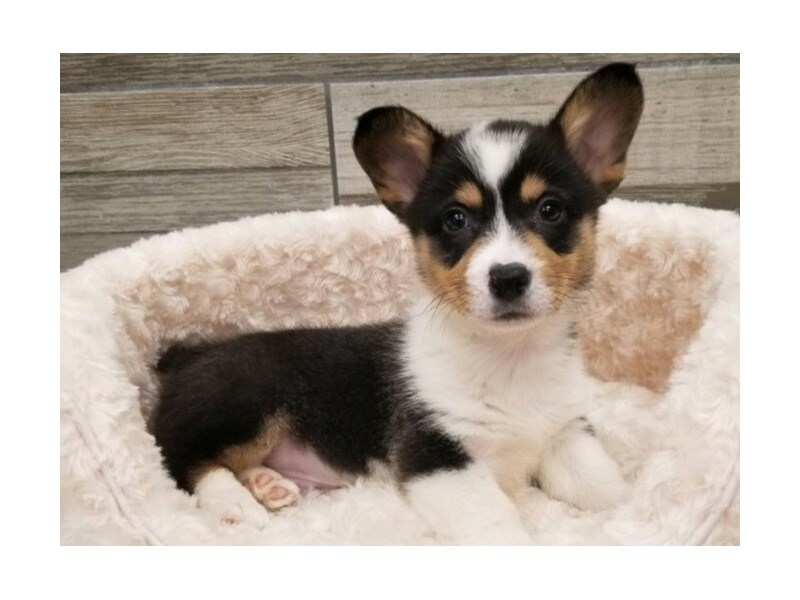 Pembroke Welsh Corgi Puppy Black White & Tan ID:9622 Located at Petland ...