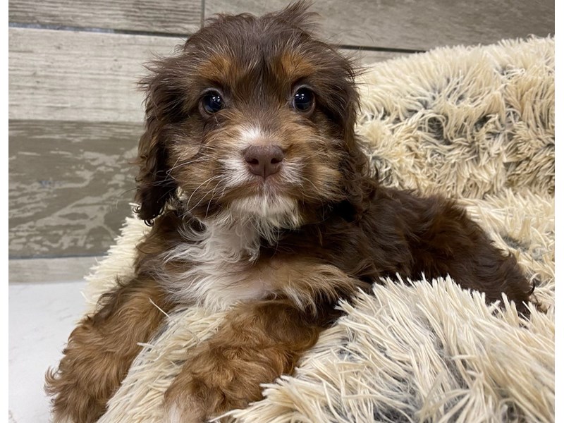 Cockapoo Puppy Chocolate & Tan ID:9631 Located at Petland San Antonio, TX