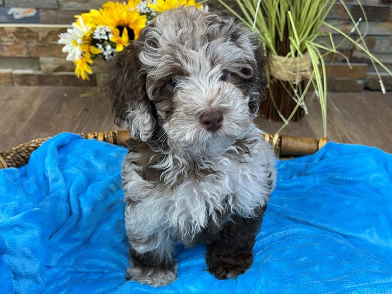 Cockapoo Puppy Chocolate Merle ID:9713 Located at Petland San Antonio, TX