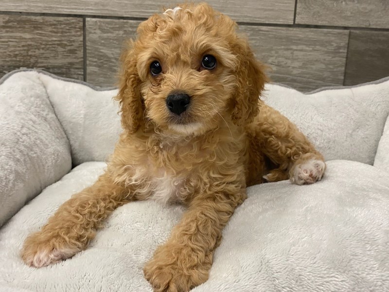 Cavapoo Small Animal Apricot ID:9729 Located at Petland San Antonio, TX