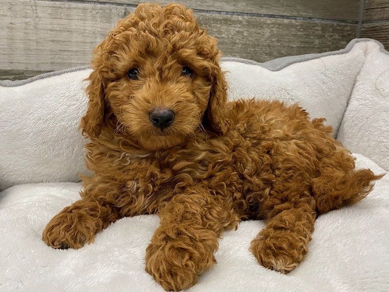 Miniature Goldendoodle Small Animal Red ID:9739 Located at Petland San ...