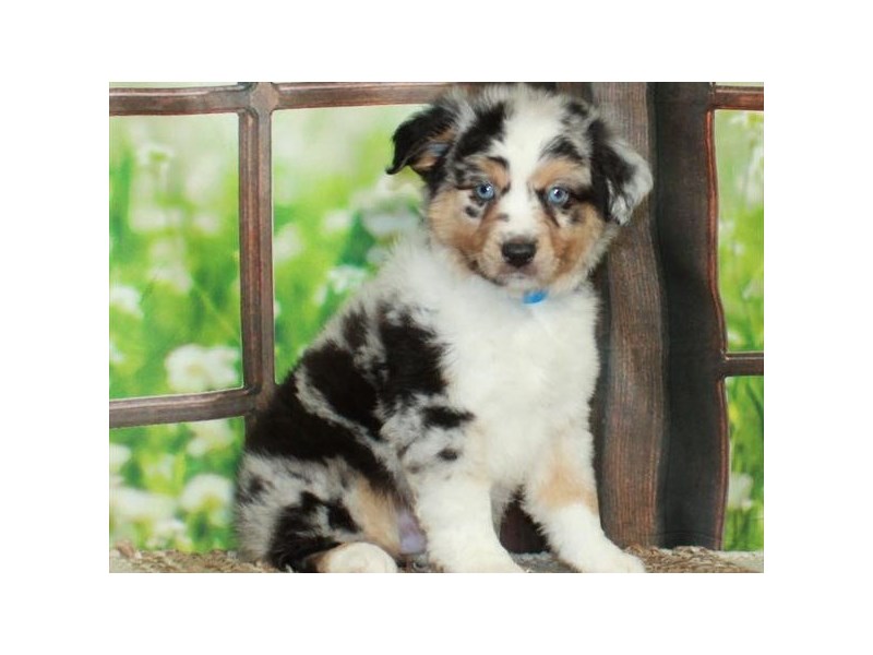 Australian Shepherd Small Animal Blue Merle Tan & White ID:9764 Located ...