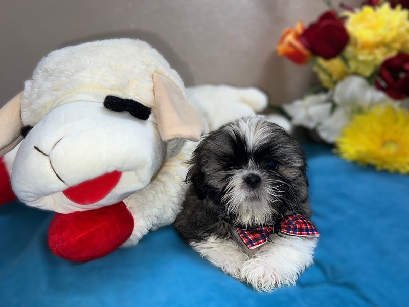 Shih Tzu Small Animal wh & gld part ID:6844 Located at Petland San ...