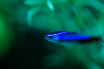 Fish for Sale - Petland San Antonio, TX