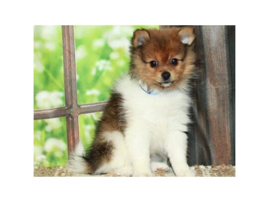 Pomeranian-Dog-Female-Sable-4165765-Petland San Antonio, TX