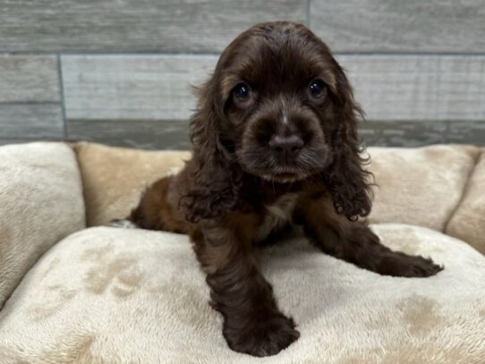 Cocker Spaniel-Dog-Female-Dark Sable-4245734-Petland San Antonio, TX