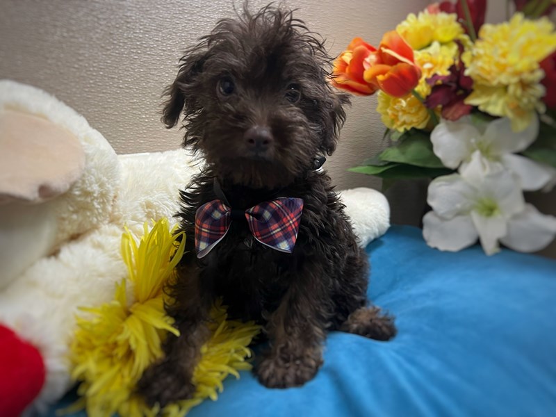Schnoodle-Dog-Female-chlt-4227300-Petland San Antonio, TX