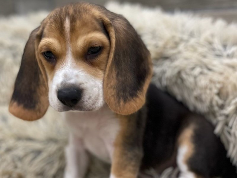 White Beagle Puppies