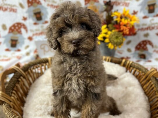 Cavapoo-DOG-Female-Red-3742816-Petland San Antonio, TX