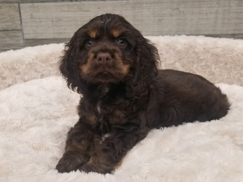 American Cocker Spaniel Puppies Black And Tan