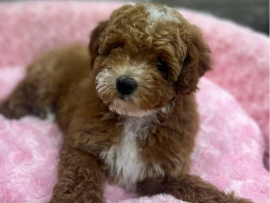 Available Pets - Page 4 of 6 - Petland San Antonio, TX