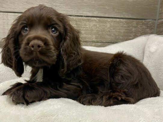 Cocker Spaniel Puppy Chocolate Merle & White ID:9607 Located at Petland ...