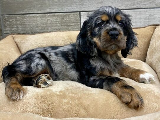 Cocker Spaniel Puppy Blue Merle ID:9563 Located at Petland San Antonio, TX