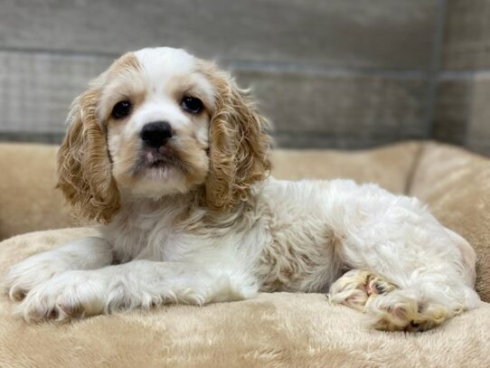 Cocker Spaniel Puppy Blue Merle ID:9563 Located at Petland San Antonio, TX