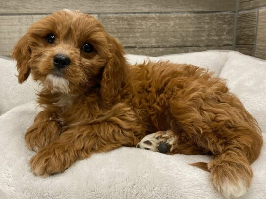 Cavapoo Small Animal rd wh mkgs ID:6907 Located at Petland San Antonio, TX