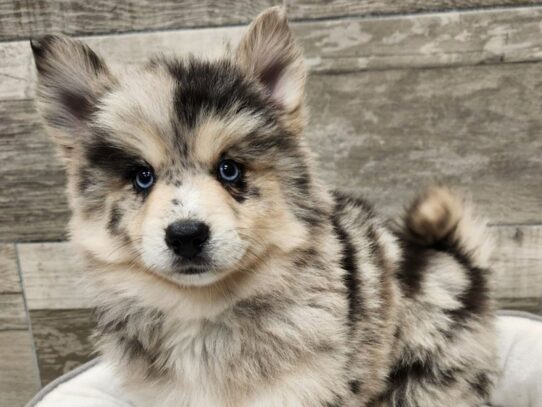 Available Pets - Page 3 of 5 - Petland San Antonio, TX