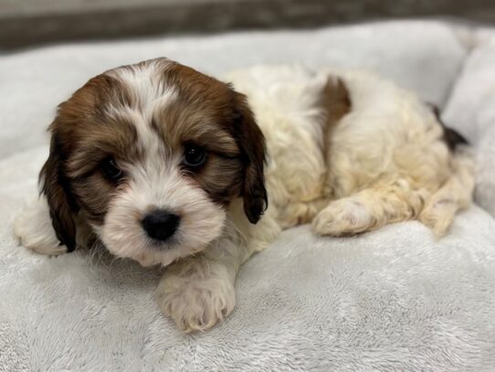 Available Pets - Petland San Antonio, TX