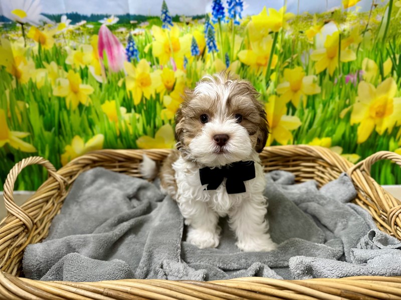 Petland San Antonio, TX - Buy Puppies, Pets & Dog Supplies