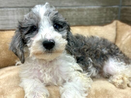 Available Pets - Petland San Antonio, TX