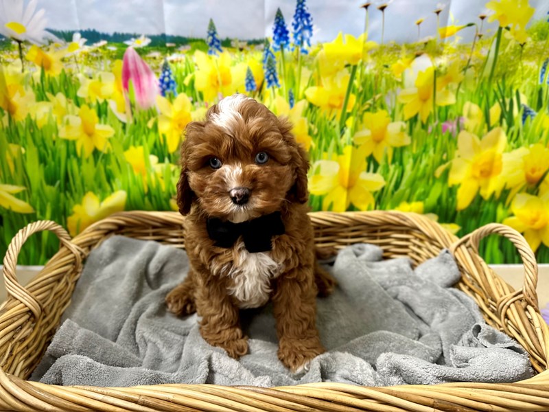 Petland San Antonio, TX - Buy Puppies, Pets & Dog Supplies