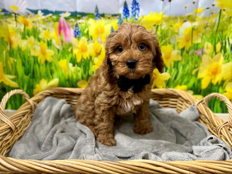 Petland San Antonio, TX - Buy Puppies, Pets & Dog Supplies